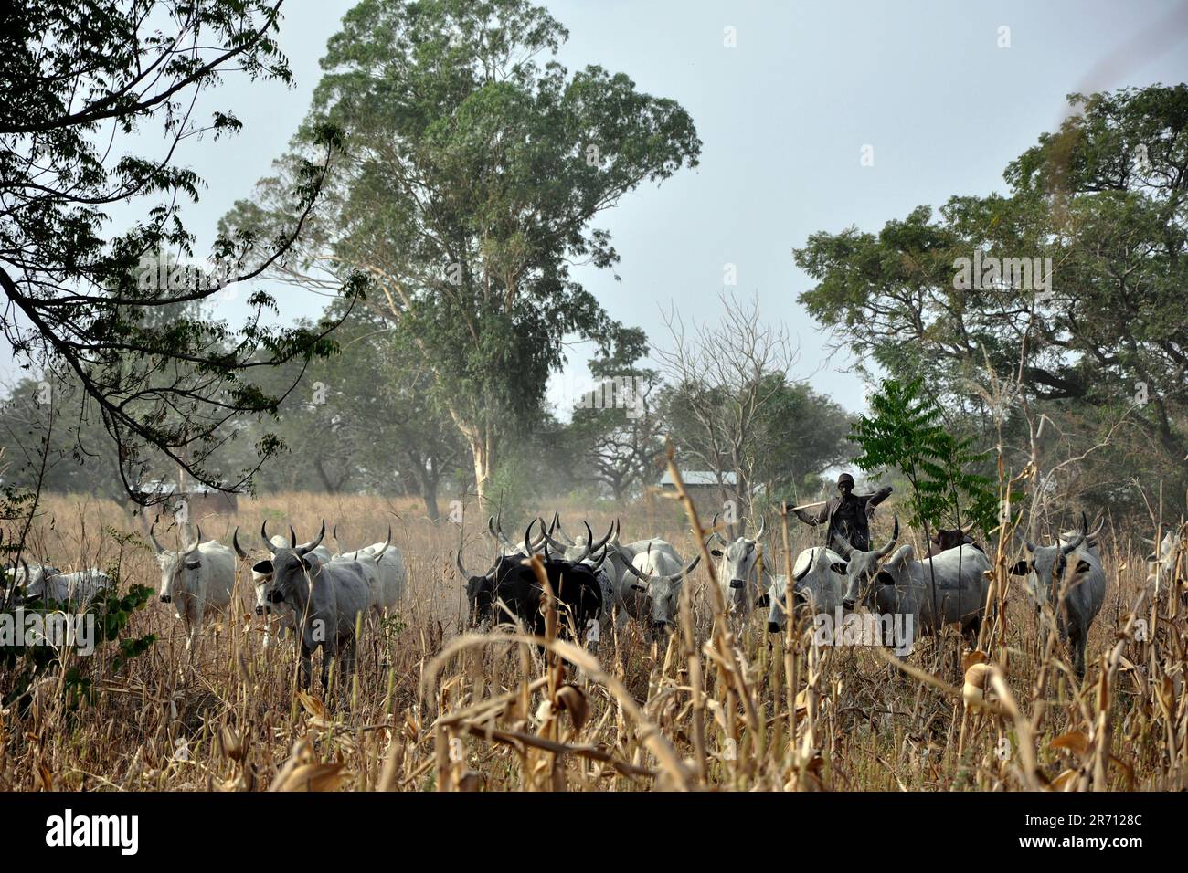 Atakora hi-res stock photography and images - Alamy