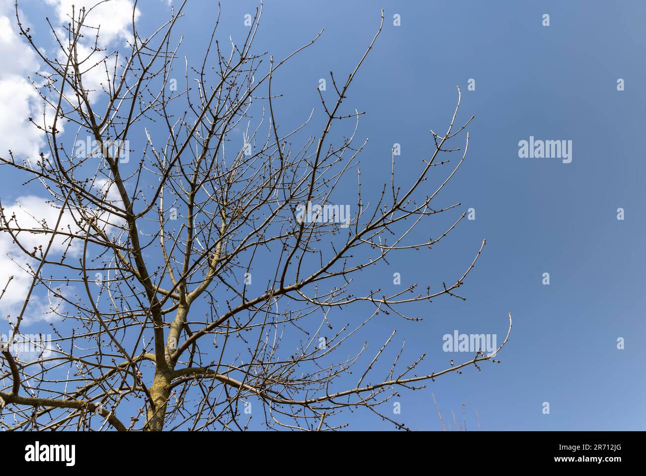ash in sunny weather in early spring, a young ash tree without foliage ...