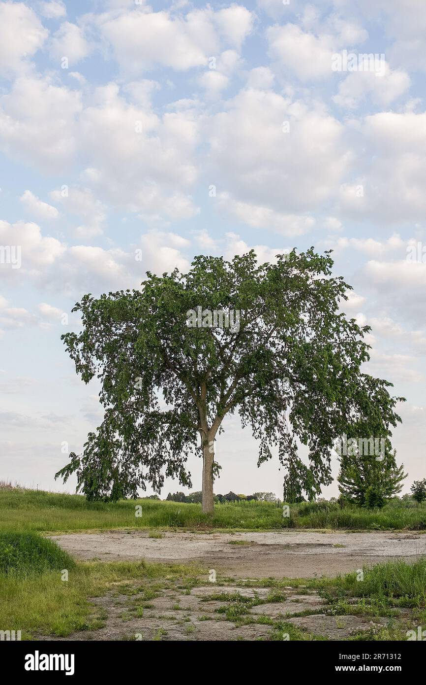 Tree on Hill Stock Photo - Alamy