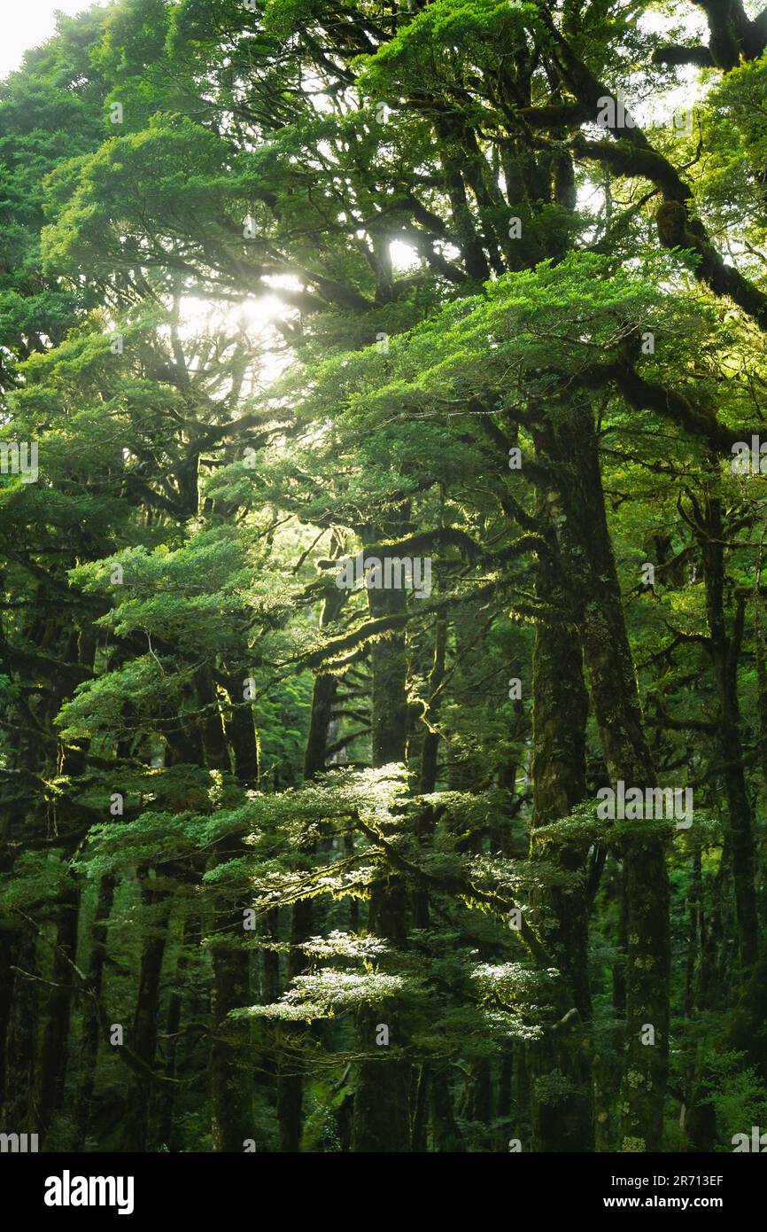 Sun shines thru dense temperate rainforest, South Island of New Zealand ...