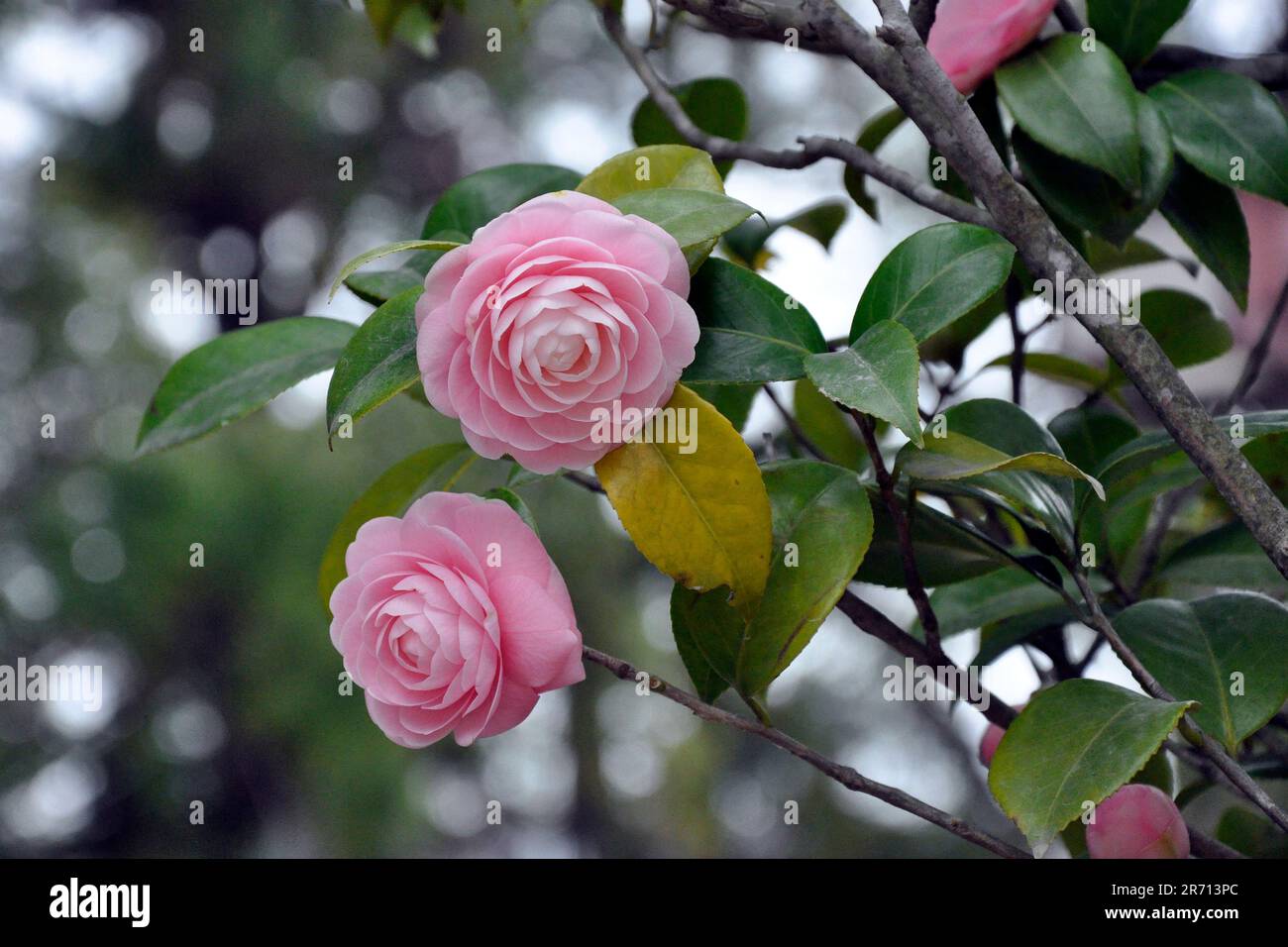 Hiroshima flower hi-res stock photography and images - Alamy
