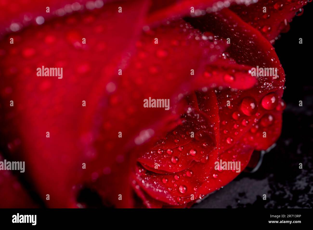 A red rose whose bud is completely covered with drops of pure water, a ...
