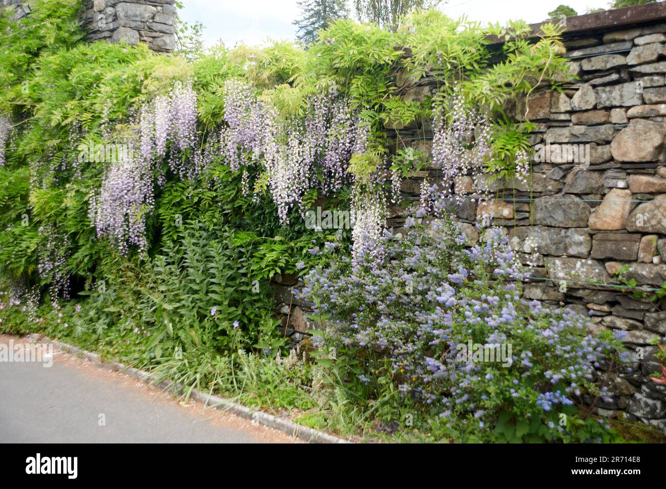 Wisteria (Wisteria floribunda)is a genus of flowering plants in the ...