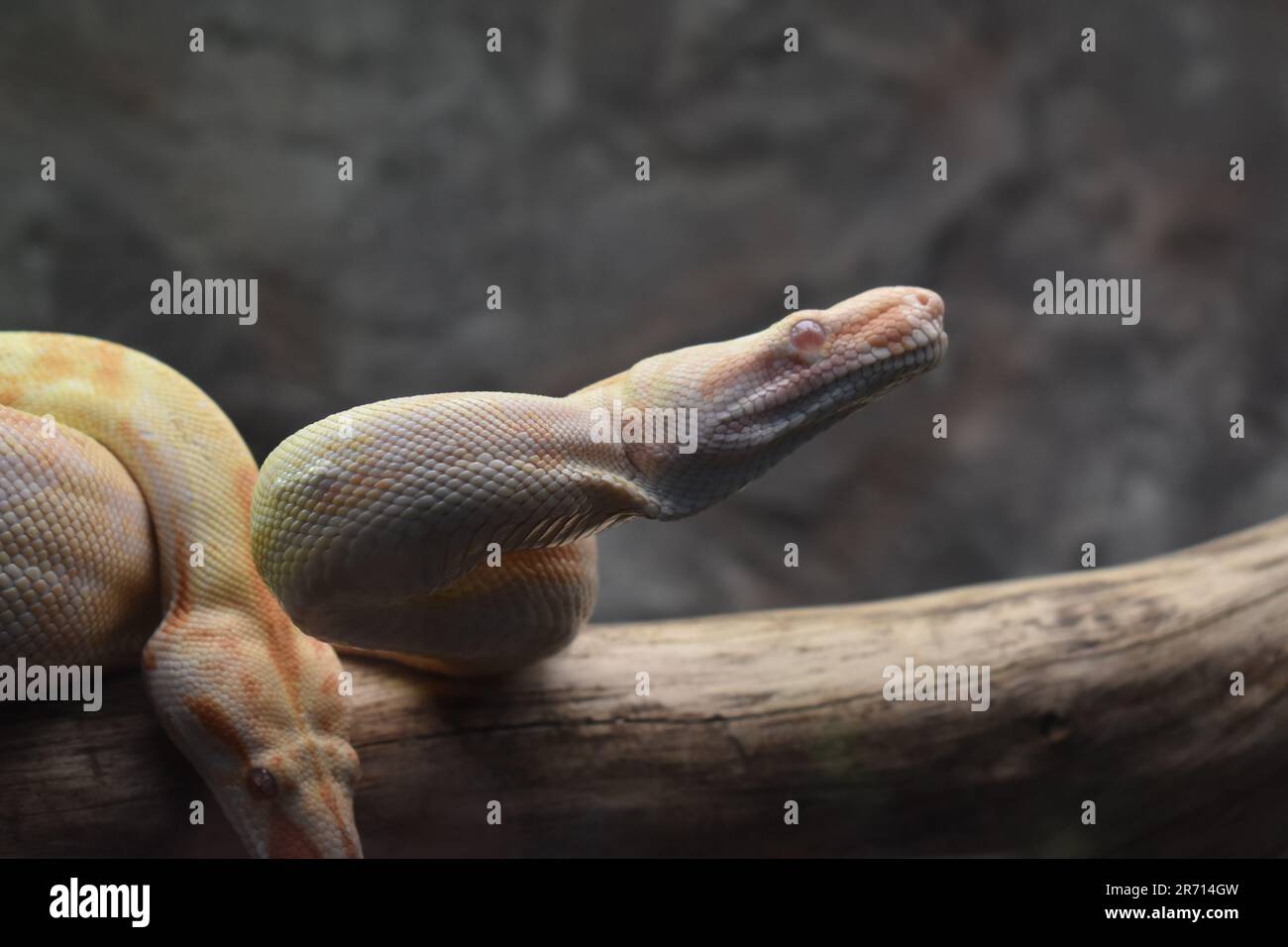 A close-up of a python snake resting on a tree branch Stock Photo - Alamy