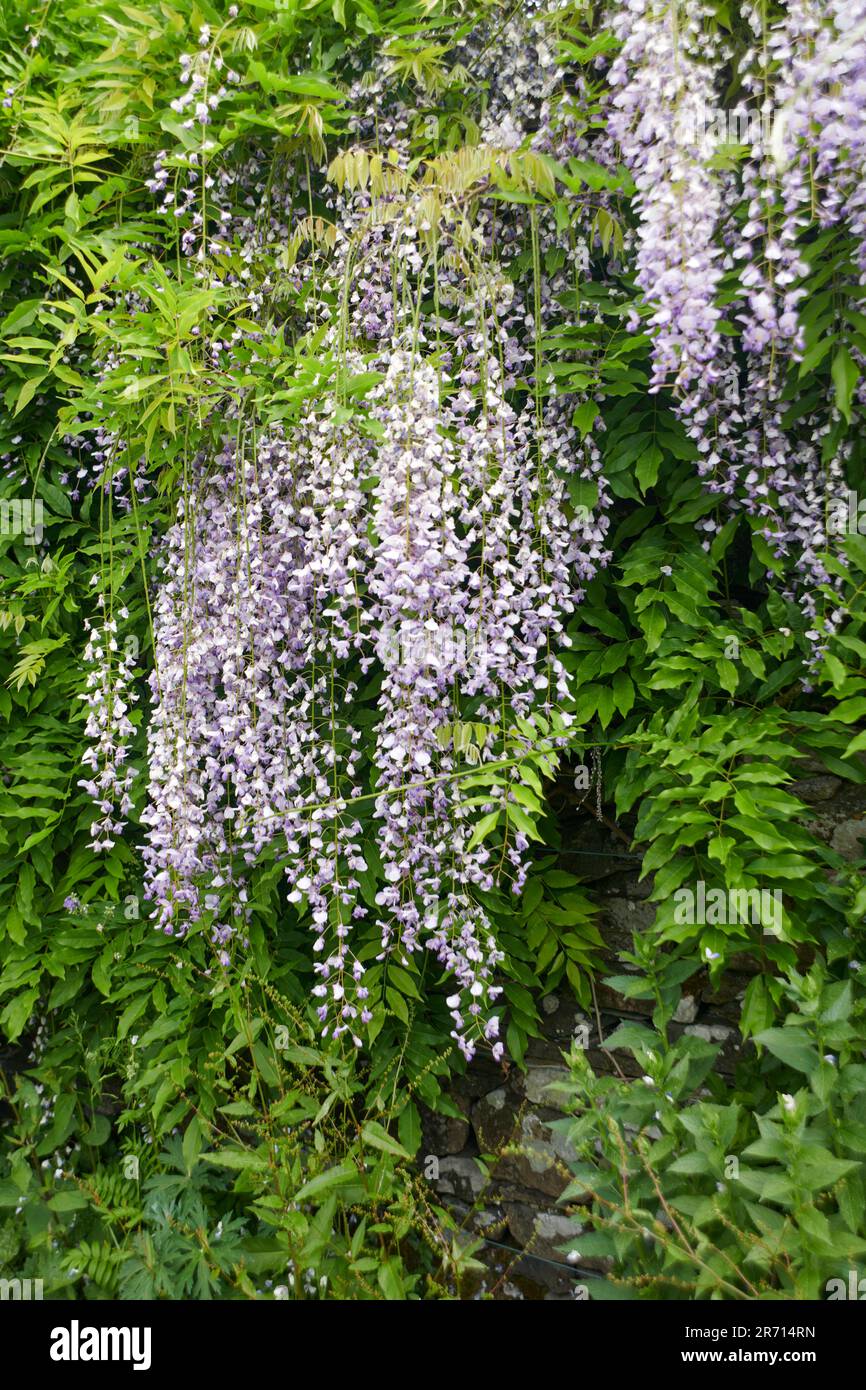 Wisteria (Wisteria floribunda)is a genus of flowering plants in the ...