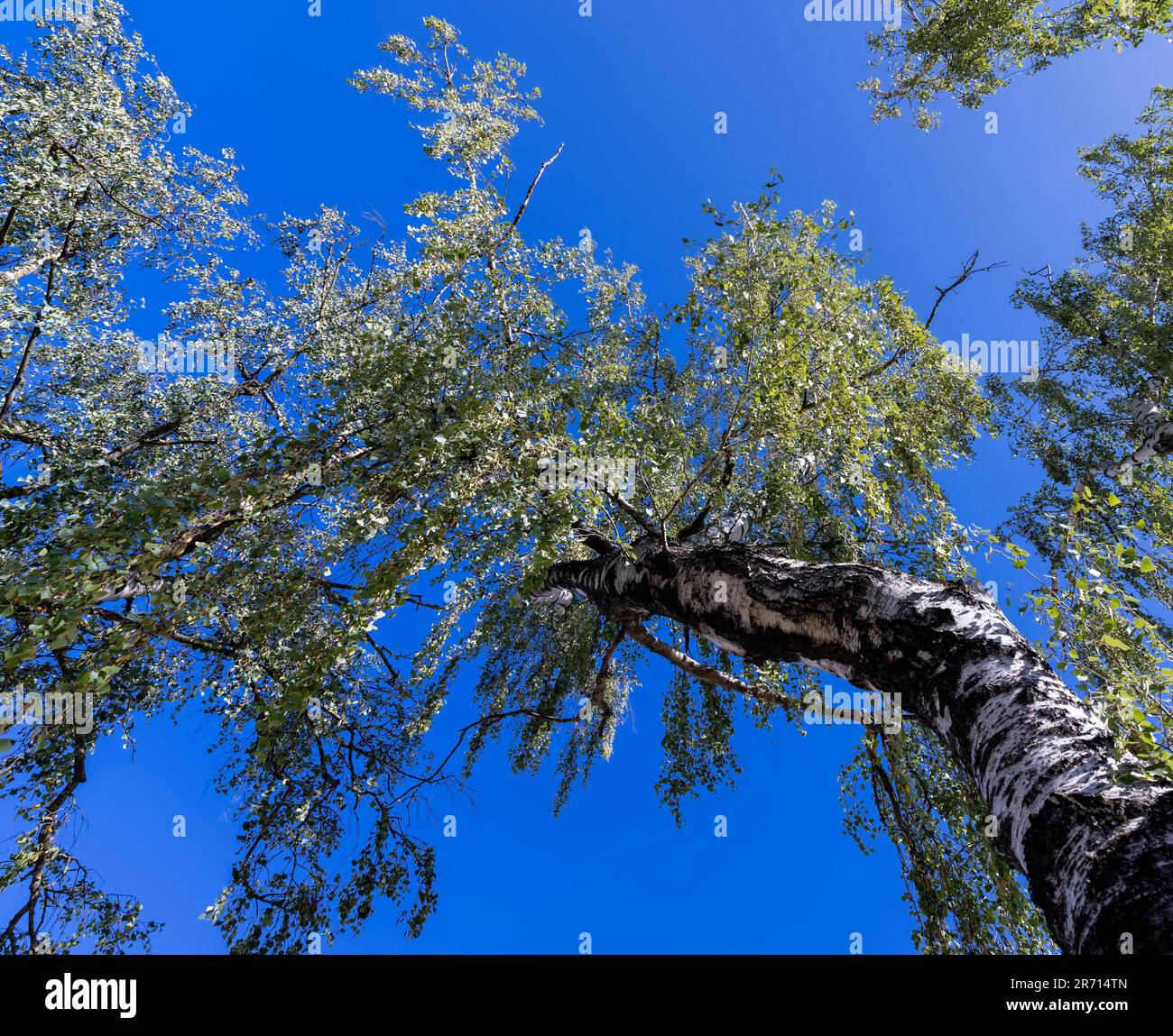 Trees in a mixed forest in summer, tall trees in sunny weather with ...