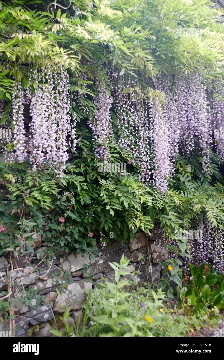 Wisteria (Wisteria floribunda)is a genus of flowering plants in the ...