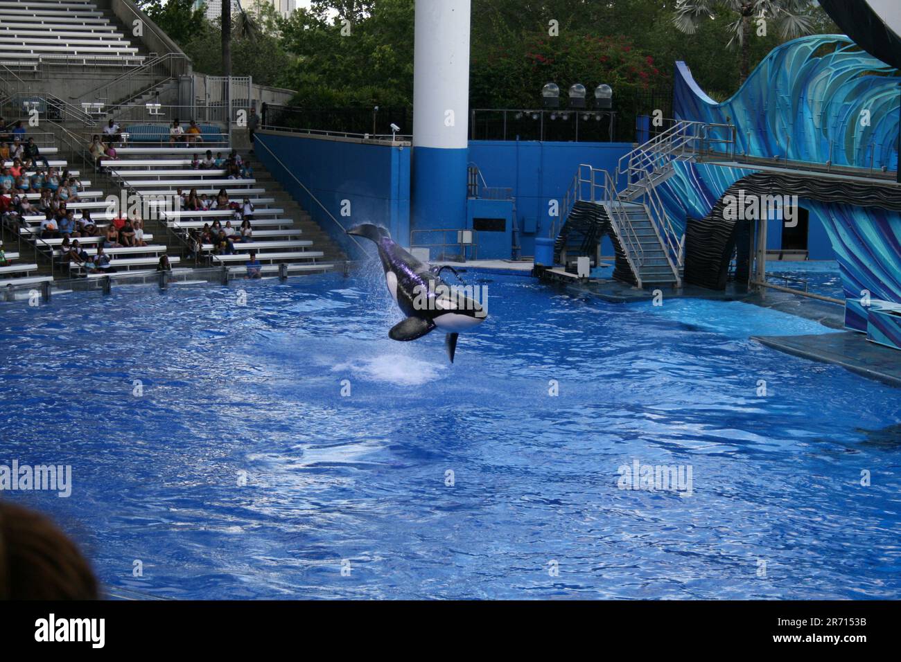 Most amazing tricks that they can do, they really are just fabulous ...