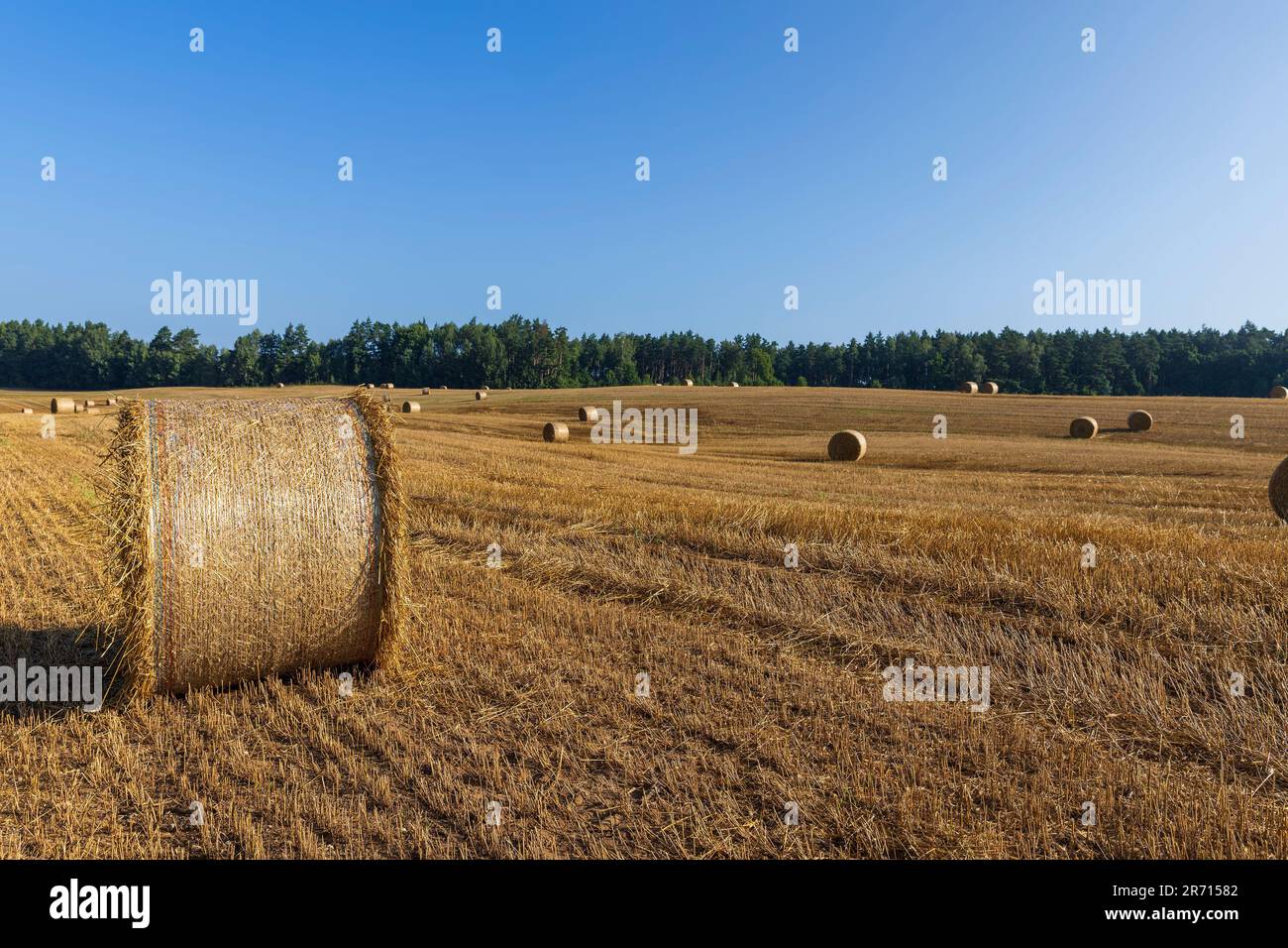 Straw stack after harvesting grain in the field, Cylindrical straw ...