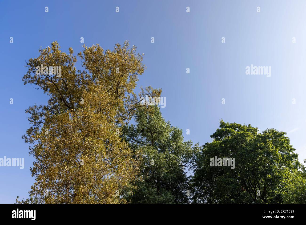 mixed forest with trees of different species in the summer season ...