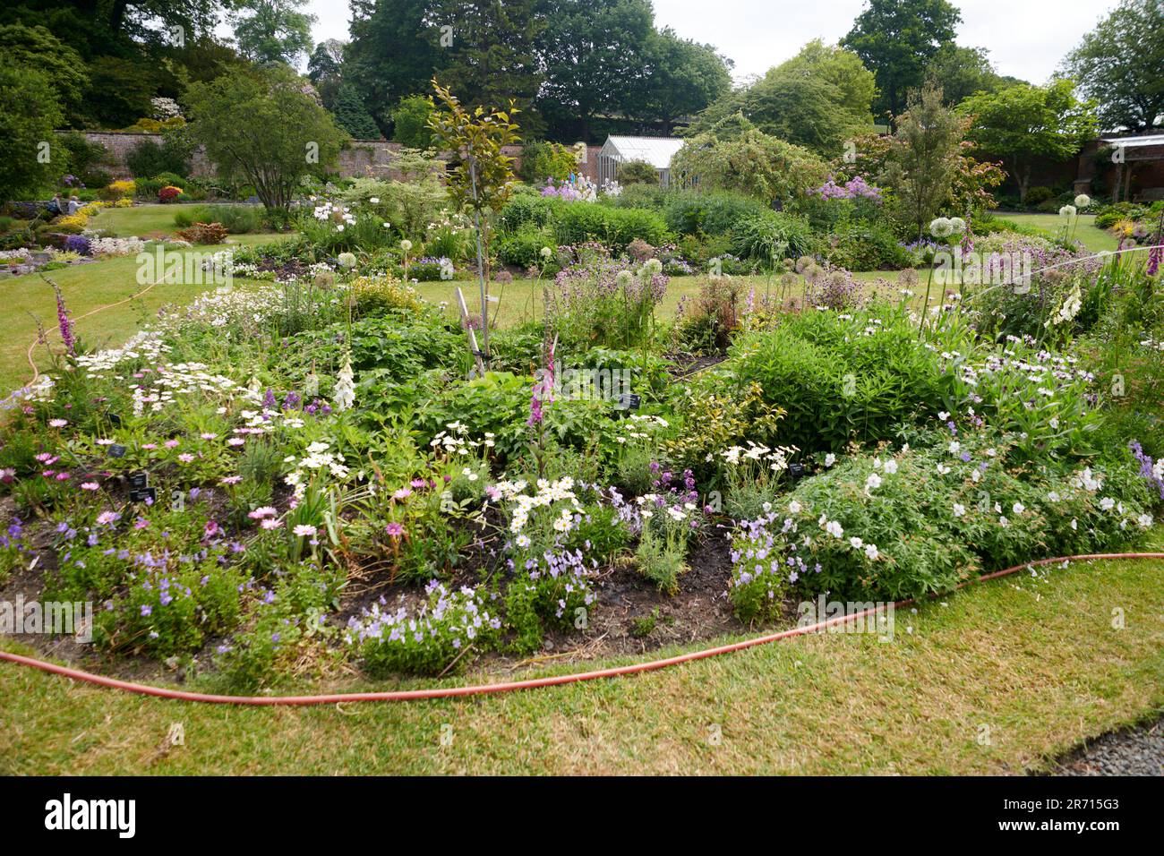 Formal borders of a walled garden in full flowering shrubs and plants ...