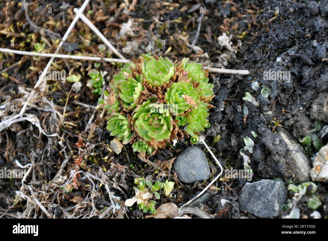 Spitsbergen. svalbard islands. norway traditional plant Stock Photo - Alamy