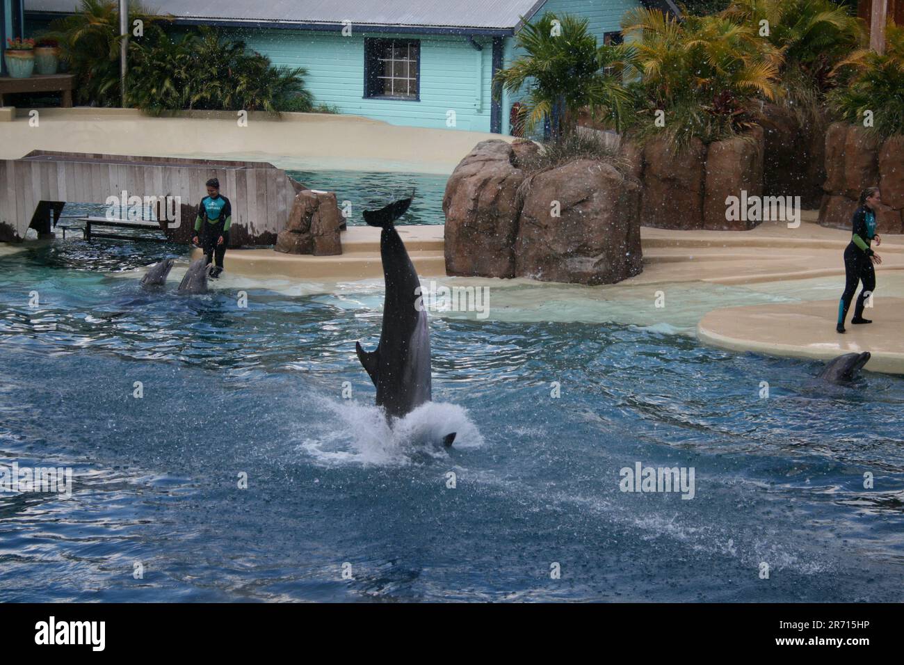 The most stunning animals ever, they can just train to do these amazing ...