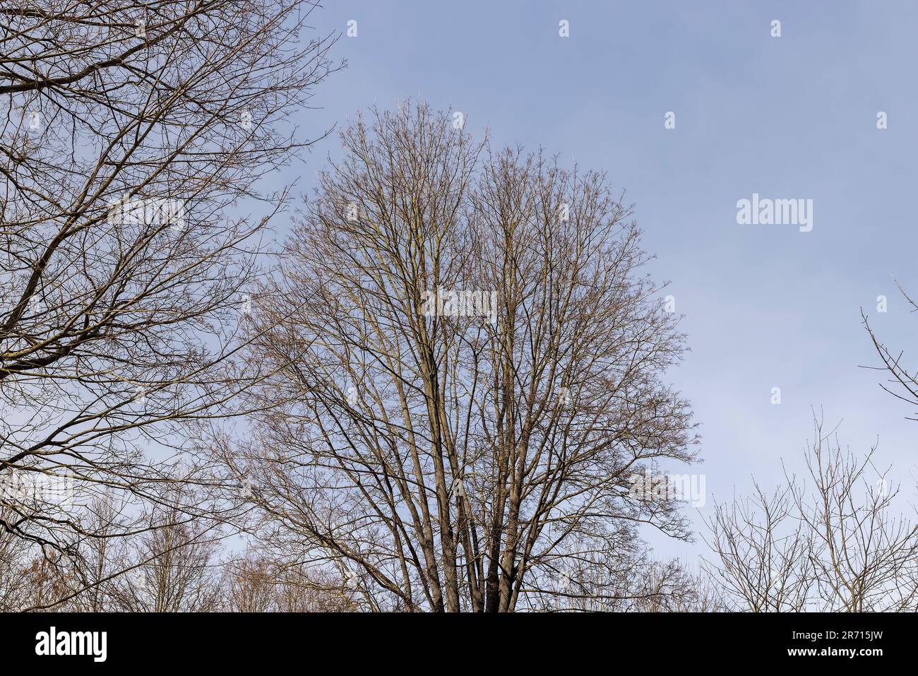 Branches of deciduous trees in the park in spring sunny weather ...