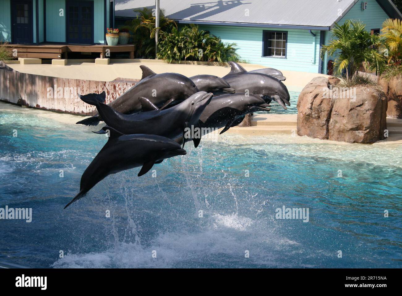 The most stunning animals ever, they can just train to do these amazing ...