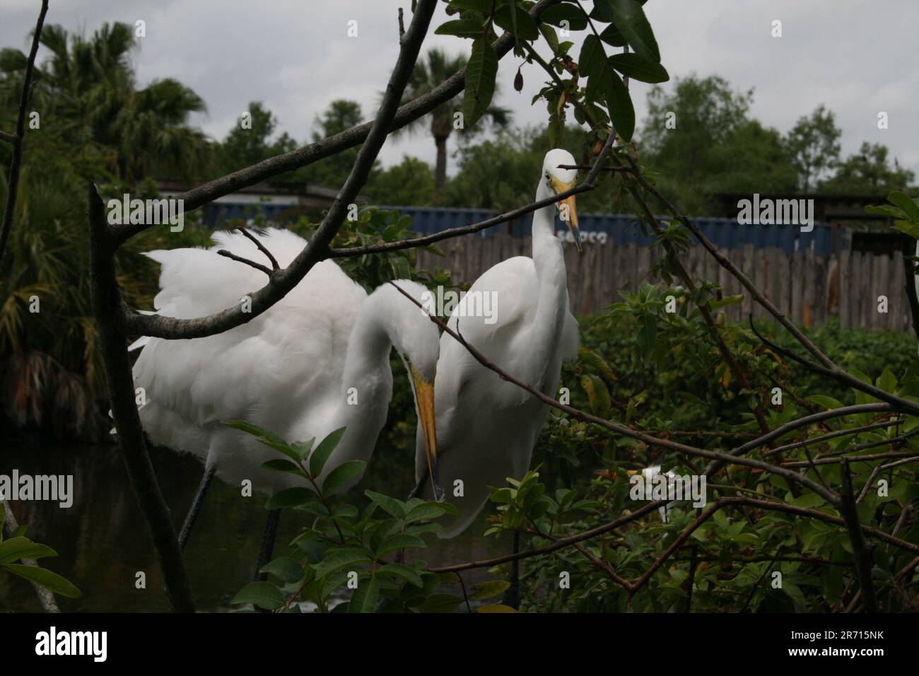 Nesting White and yellow birds, caring for their adorable babies Stock ...