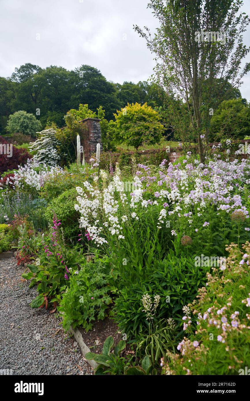 Formal borders of a walled garden in full flowering shrubs and plants ...