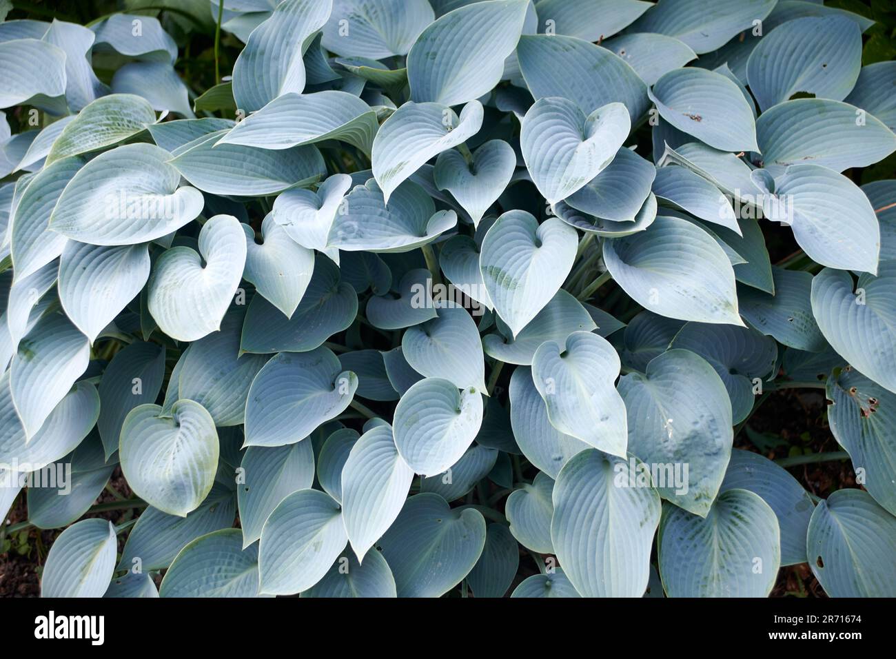 Hosta Halcyon leaves pattern Stock Photo - Alamy