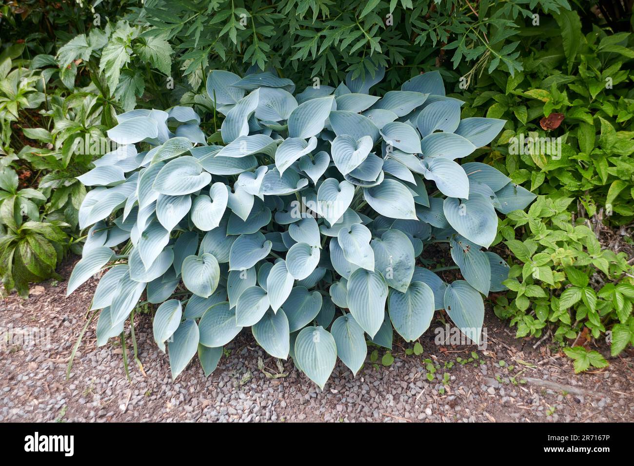 Hosta Halcyon leaves pattern Stock Photo - Alamy
