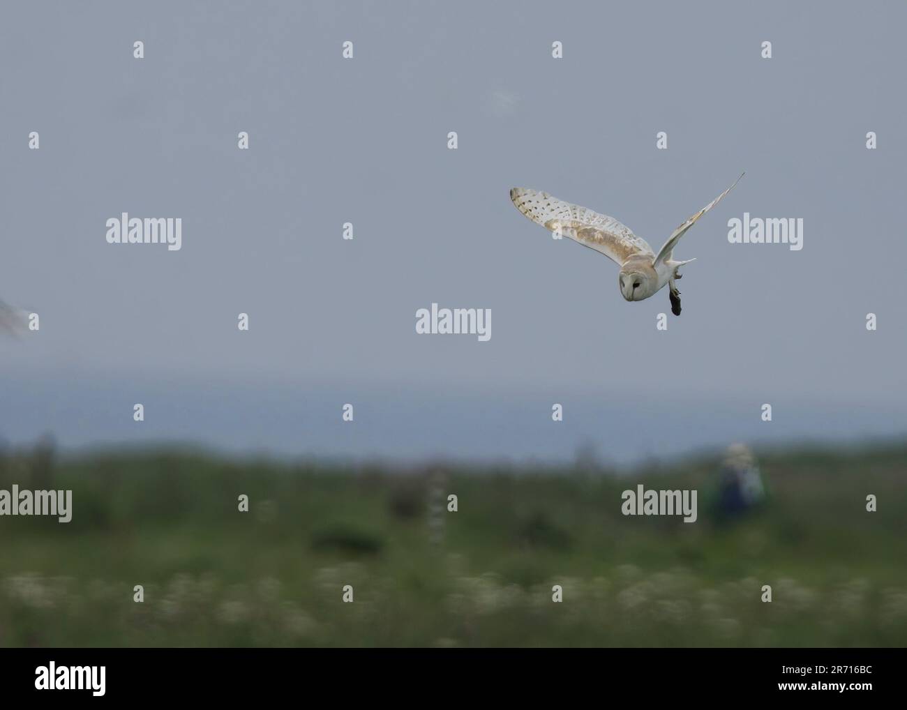 Barn Owl (Tyto alba) with prey, RSPB Bempton Cliffs, East Riding ...