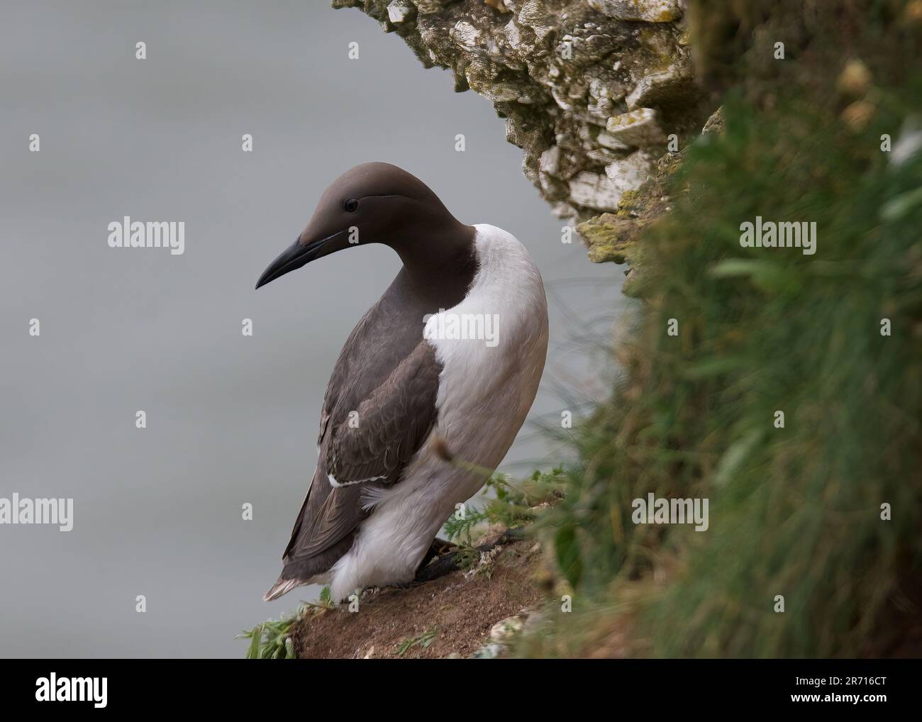 Rspb bem hi-res stock photography and images - Alamy