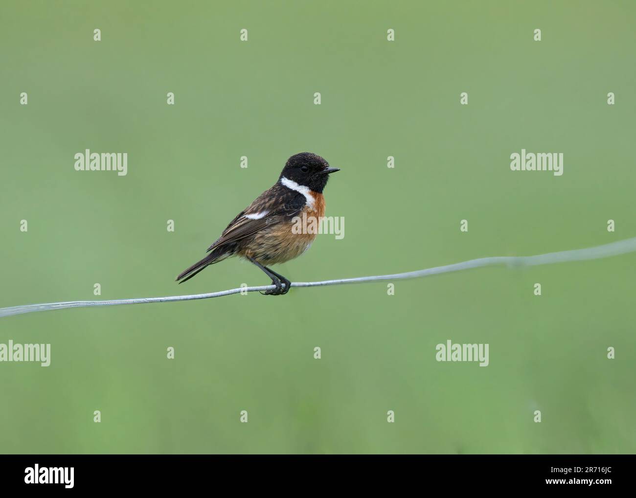 Puffin (Fratercula artica) and Razorbill (Alca torda) at RSPB Bempton ...