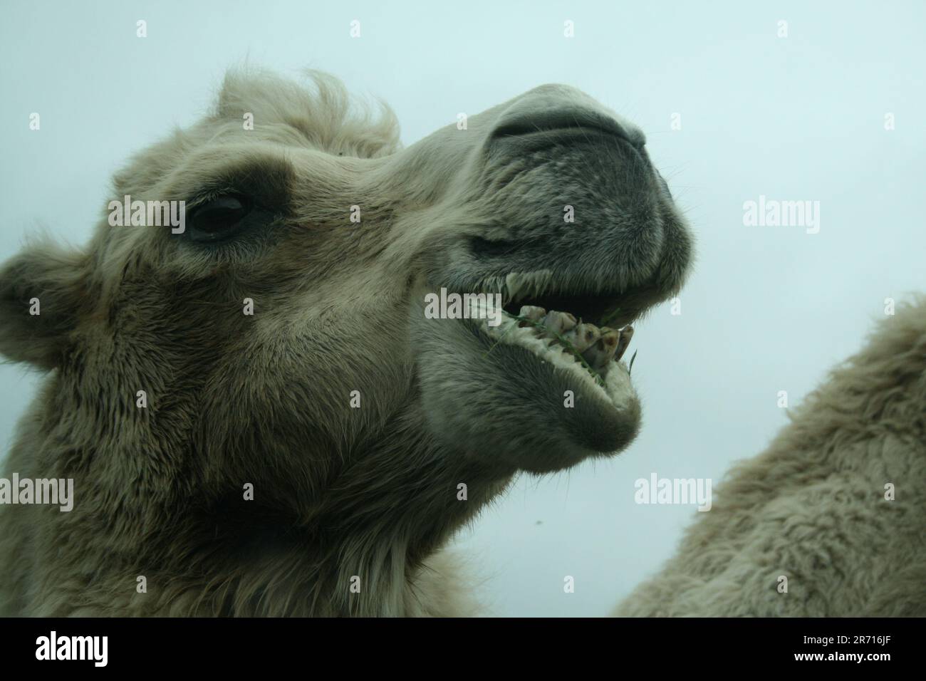 Camel showing off his teeth Stock Photo - Alamy