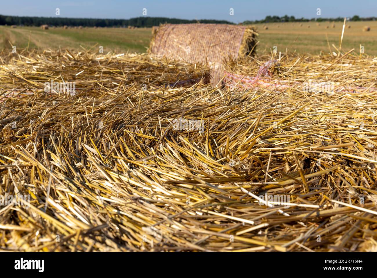 An agricultural field on which wheat straw remains after the grain ...