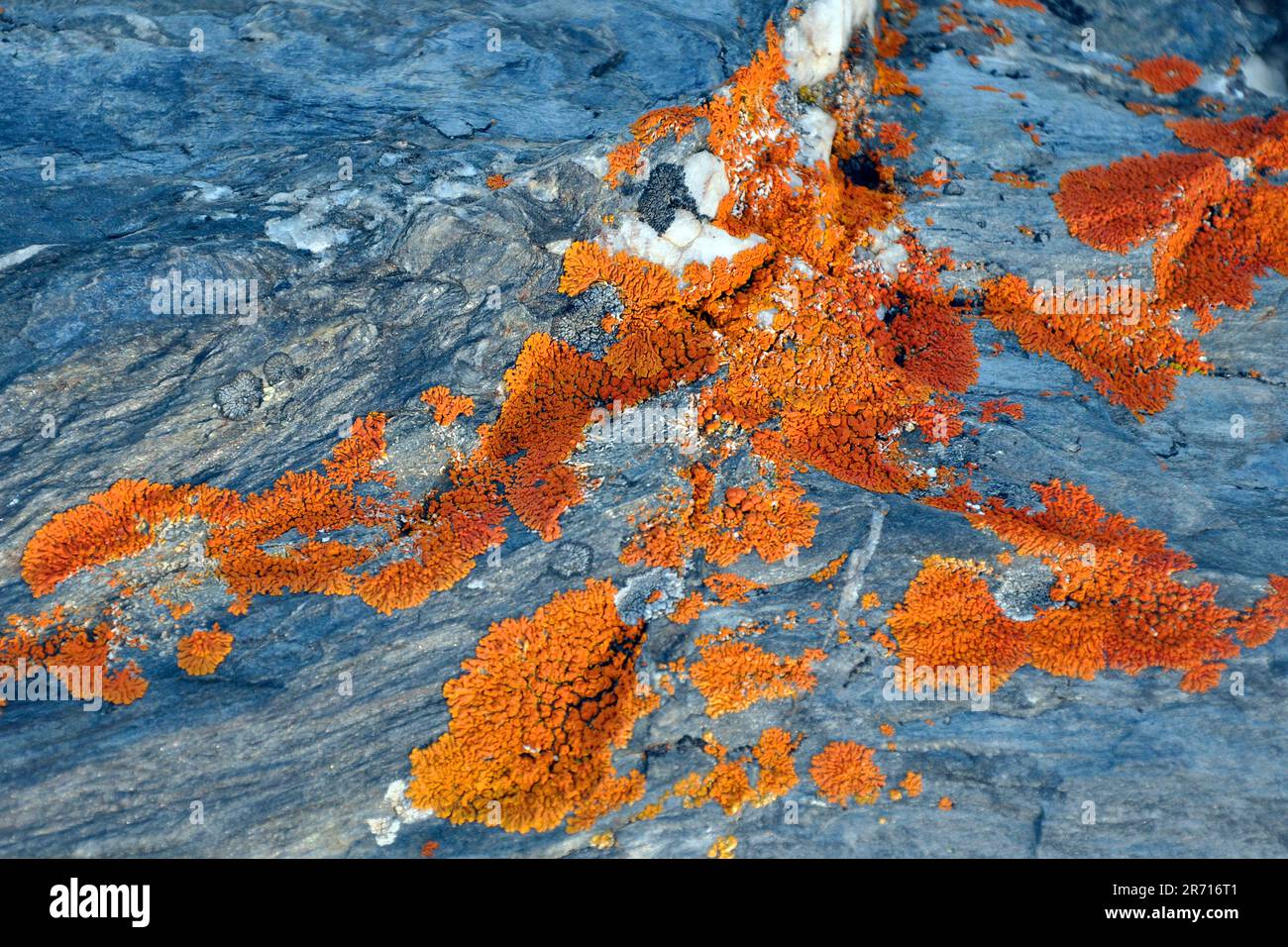 Norway moss hi-res stock photography and images - Alamy
