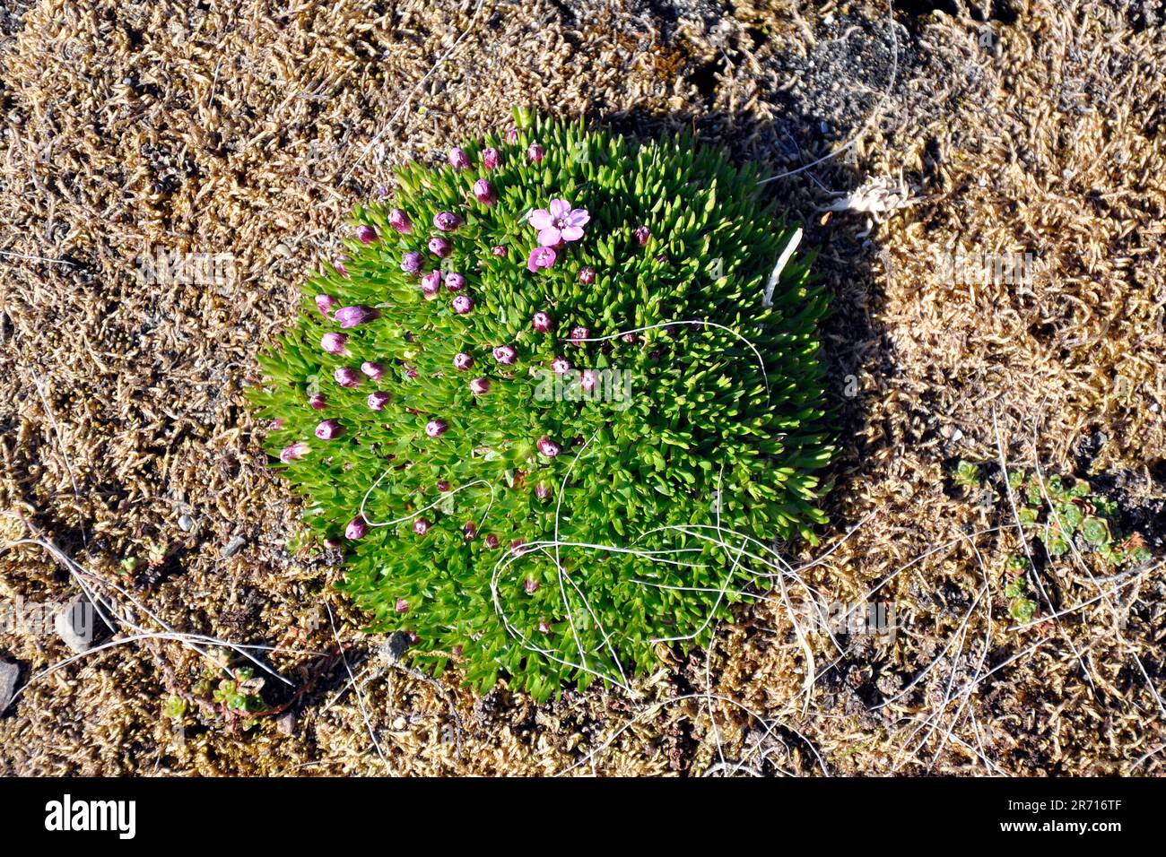 Palemonium hi-res stock photography and images - Alamy
