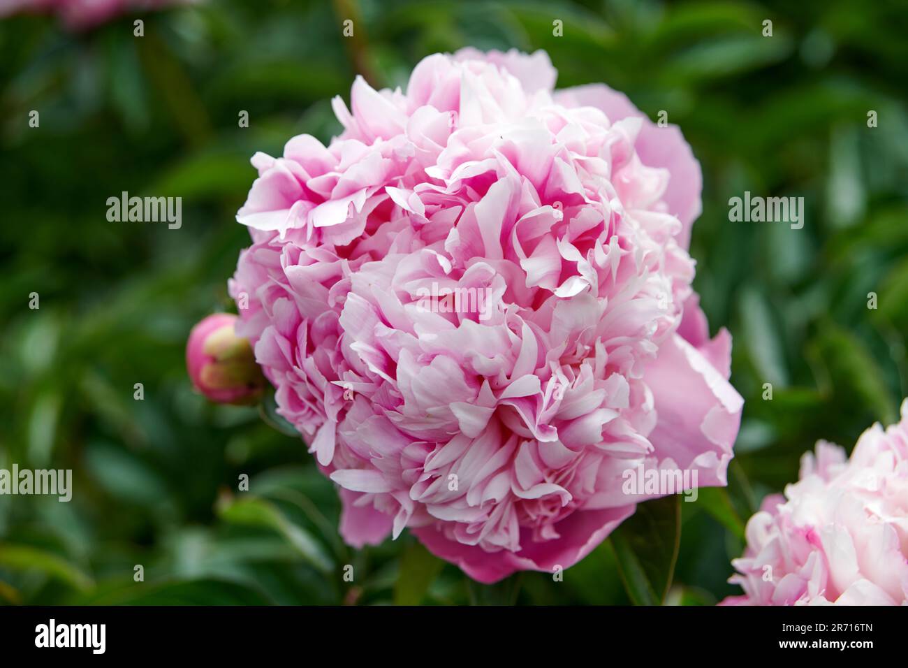 Common peony (Paeonia officinalis Stock Photo - Alamy