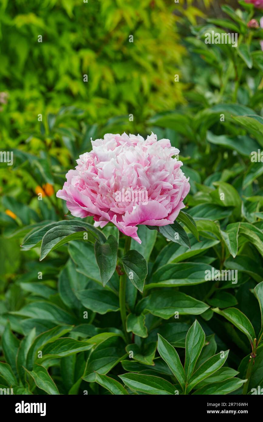 Common peony (Paeonia officinalis Stock Photo - Alamy