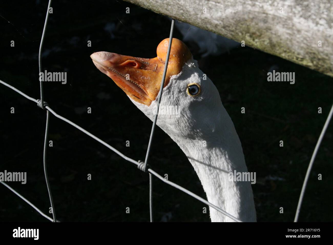 Goose nose hi-res stock photography and images - Alamy