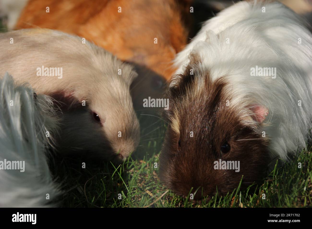Adorable guinea pigs, enjoying an adventure outside and of course ...