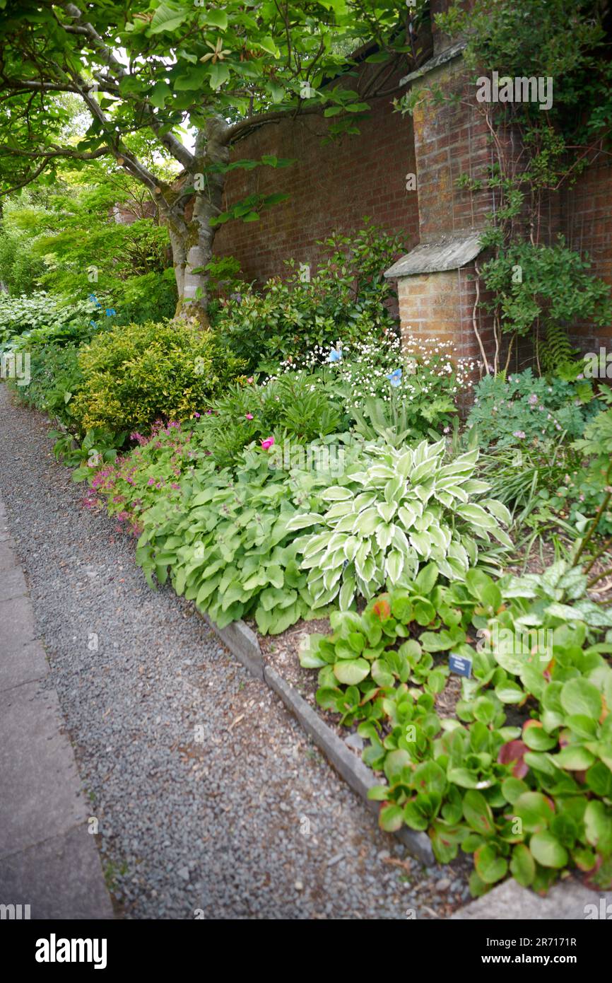 Hosta plants growing in the shade of the Formal borders of a walled ...