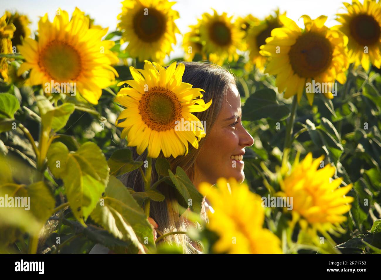 Ensaio fotográfico no campo de girassóis, região do PAD/DF, Brasília, Brasil Stock Photo - Alamy