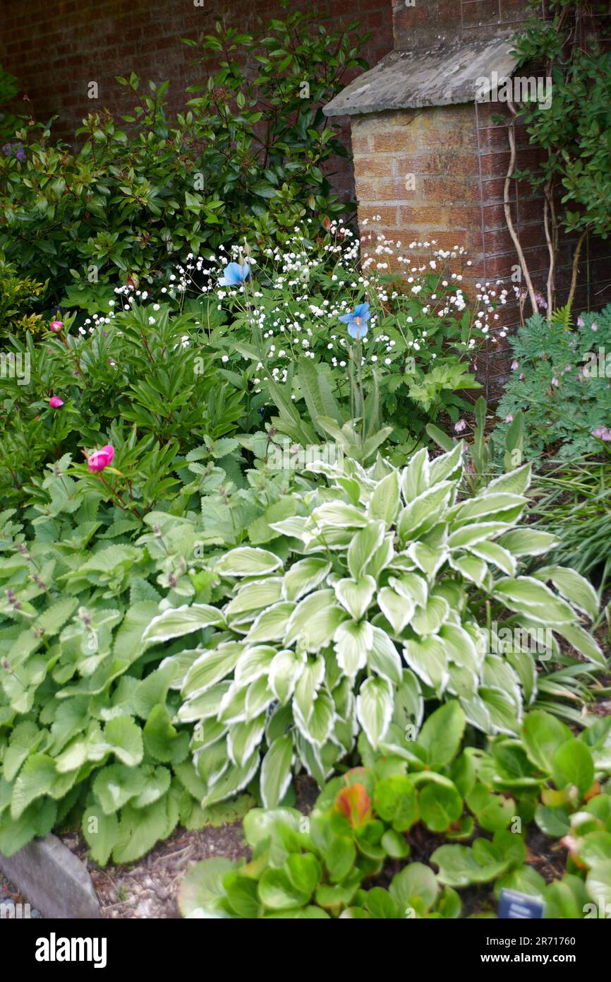 Hosta plants growing in the shade of the Formal borders of a walled ...