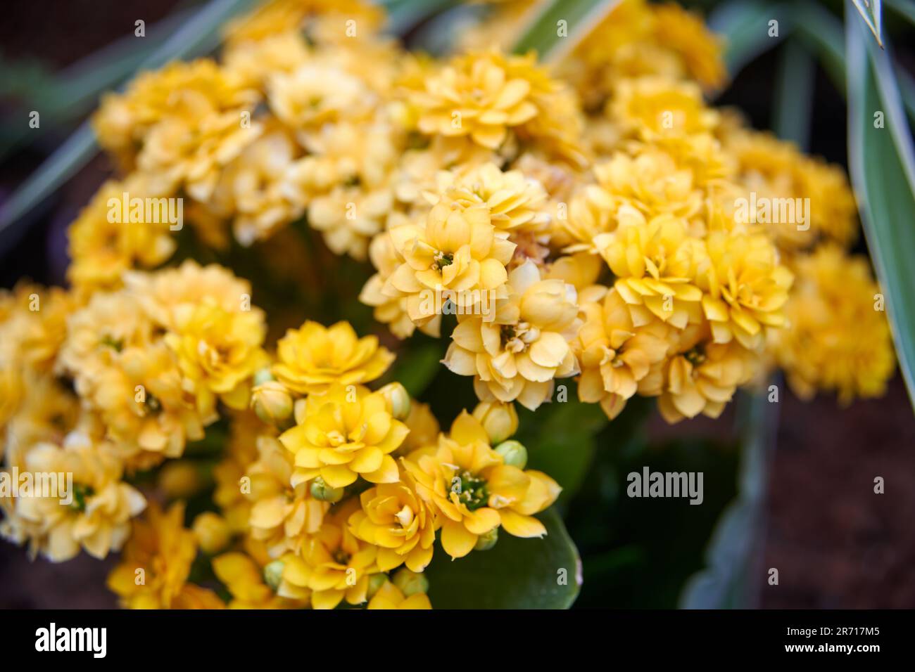 Kalanchoe "Flaming Ka" flowers Stock Photo - Alamy