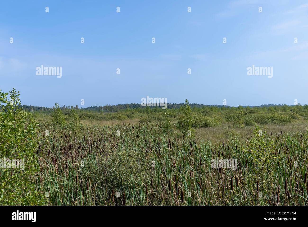 Swampy terrain with plants in summer, features of swamps with different ...