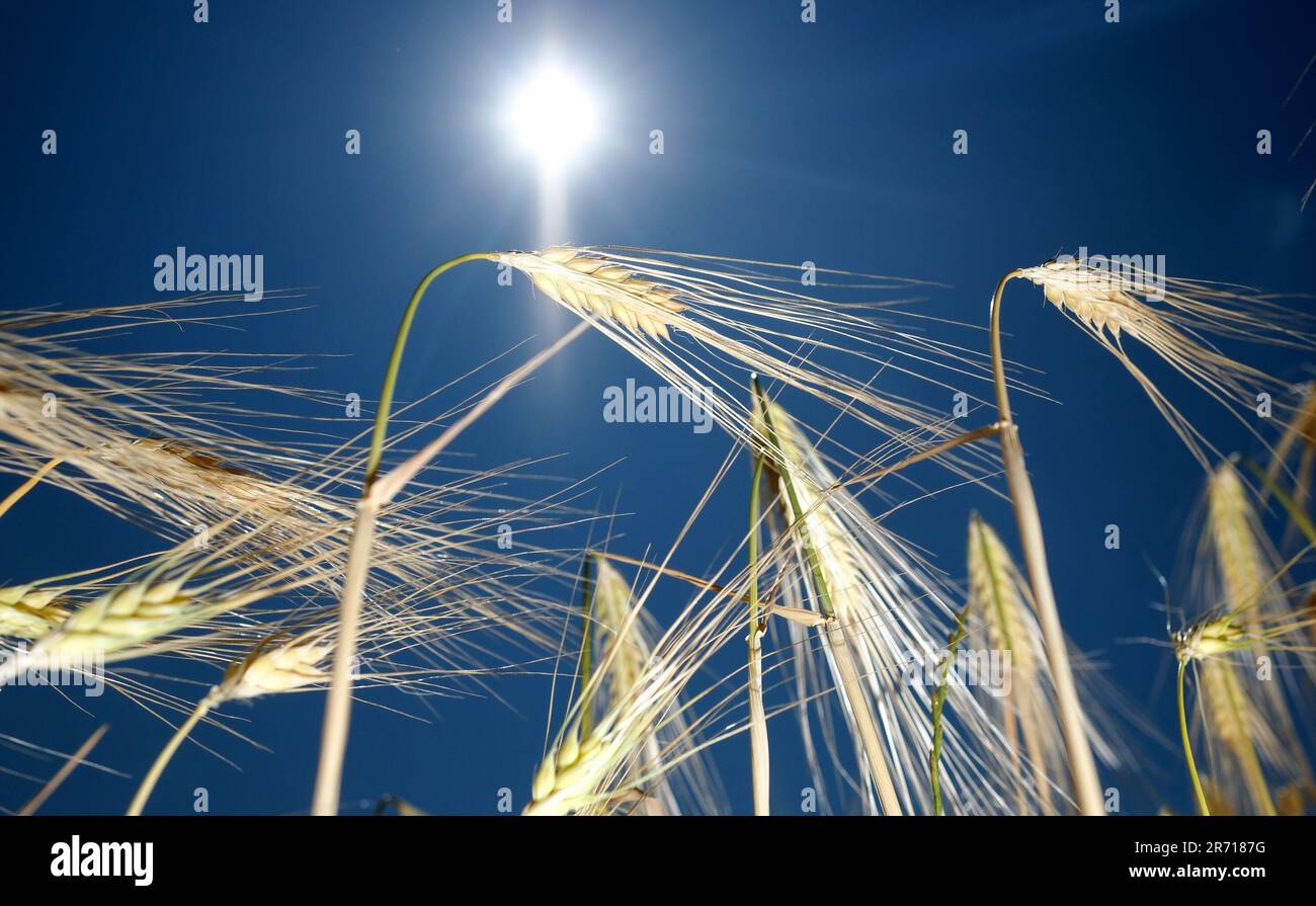 Badrina, Germany. 12th June, 2023. Barley ears stand in a field in ...