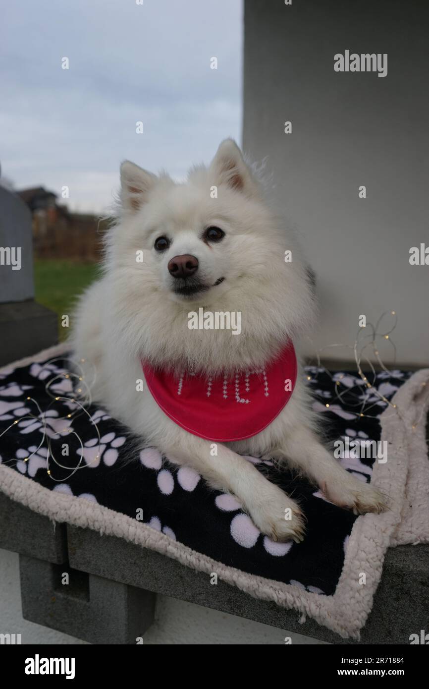 A Japanese Spitz lying on a soft blanket and looking at the camera ...