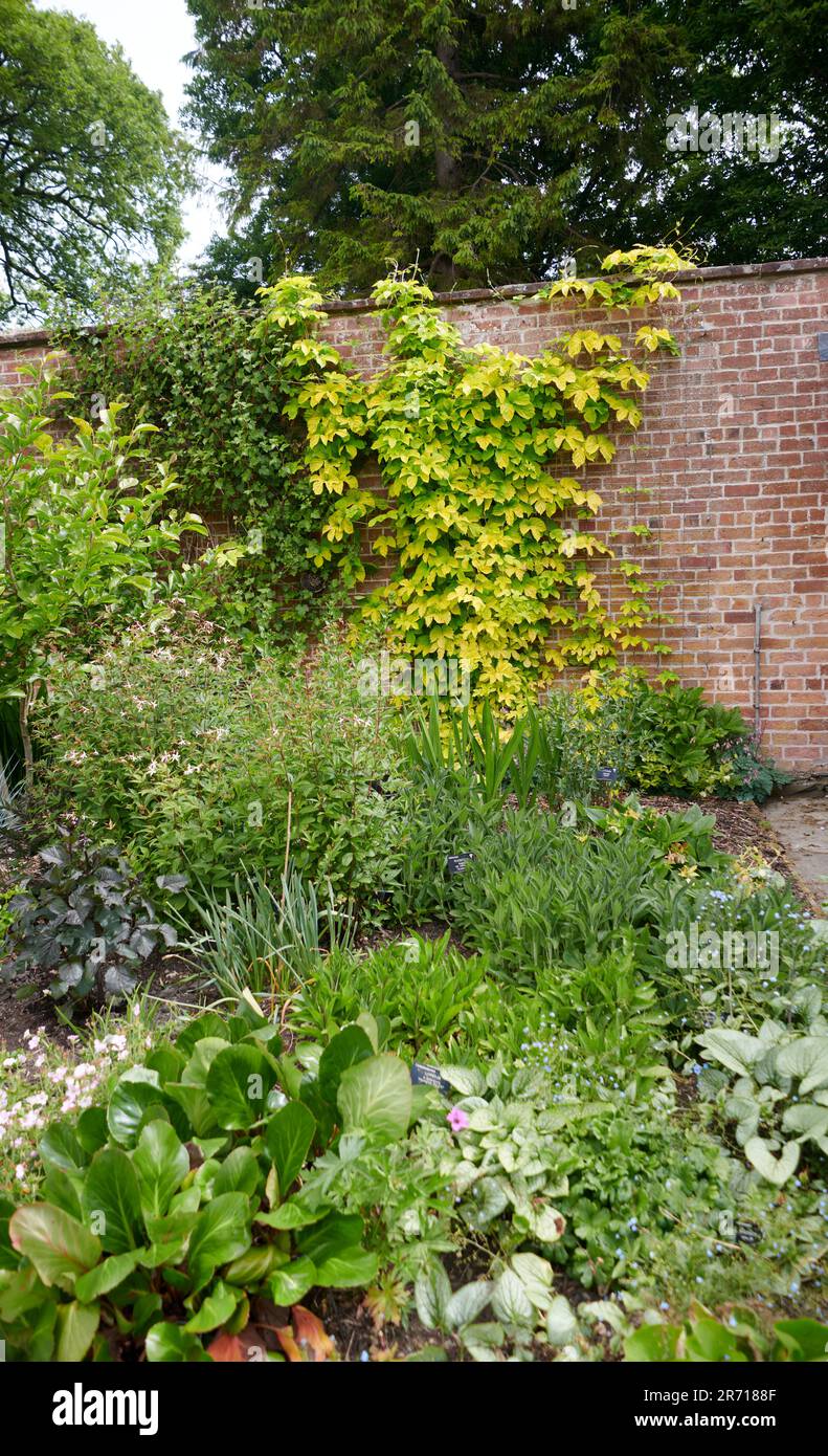 Formal borders of a walled garden in full flowering shrubs and plants ...