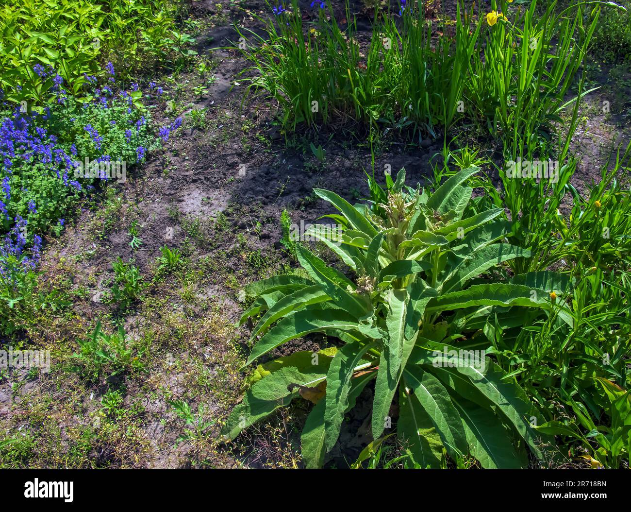 Common mullein flower hi-res stock photography and images - Alamy