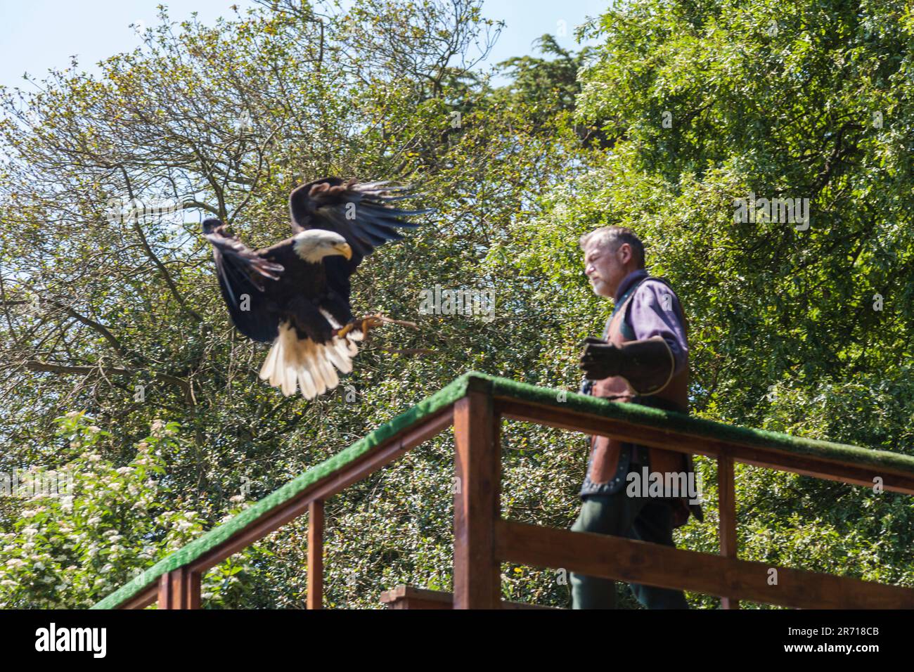Falconry display at Warwick Castle grounds in Warwickshire, England,UK ...
