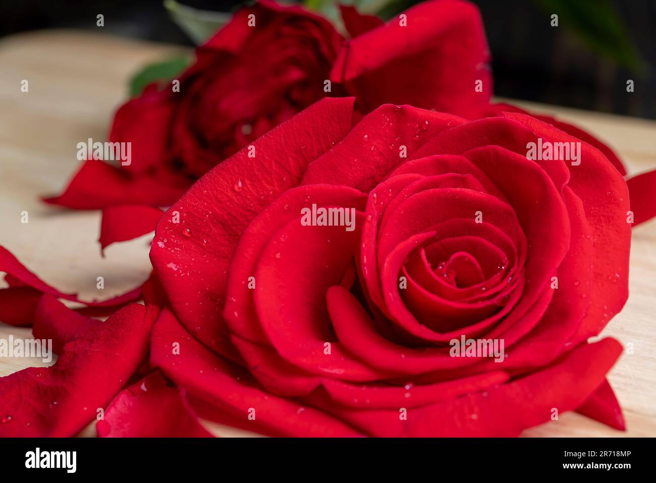 Santabanta Nature Rose Wallpaper