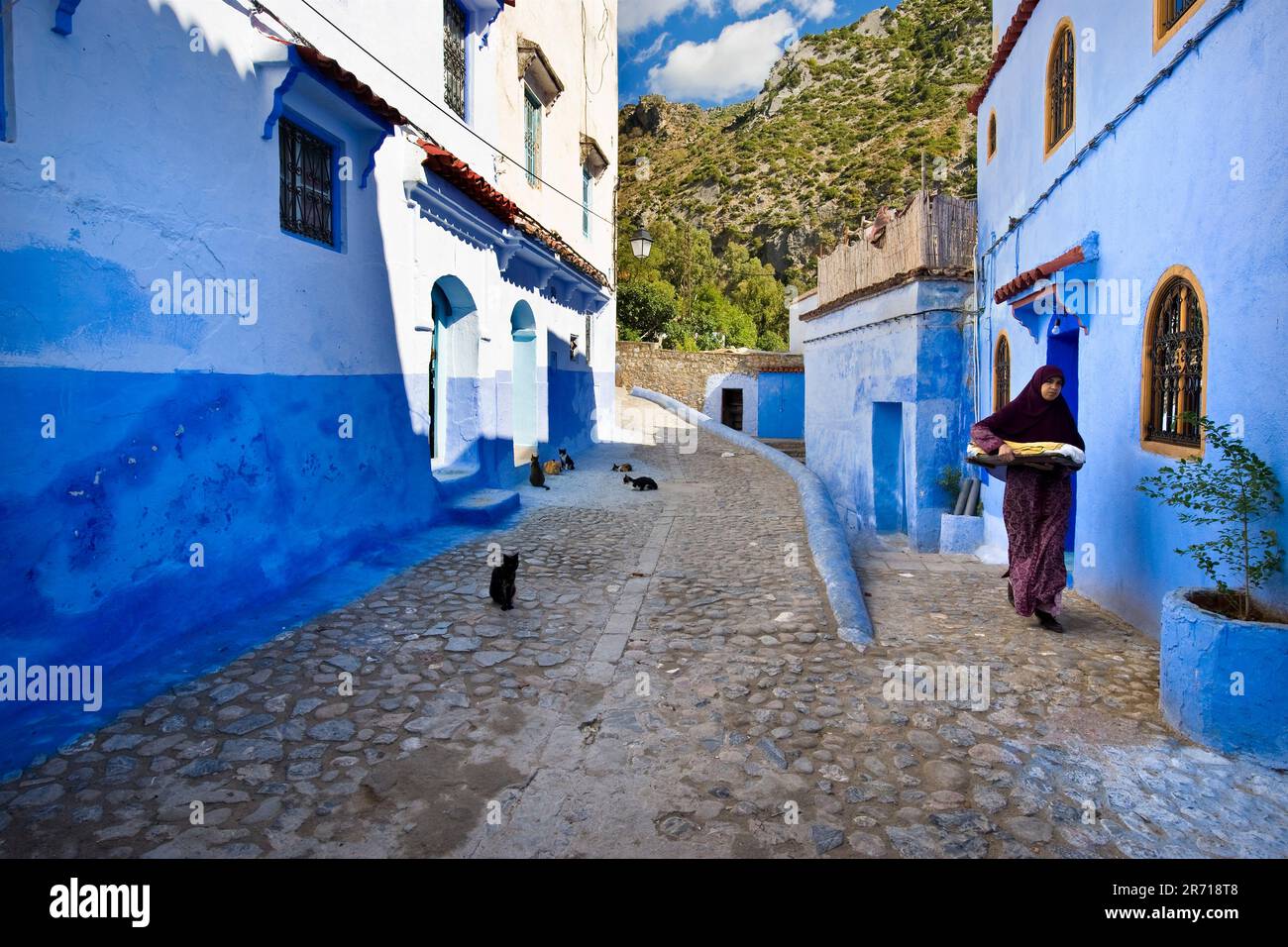 Morocco. Chefchaouen. cats Stock Photo - Alamy