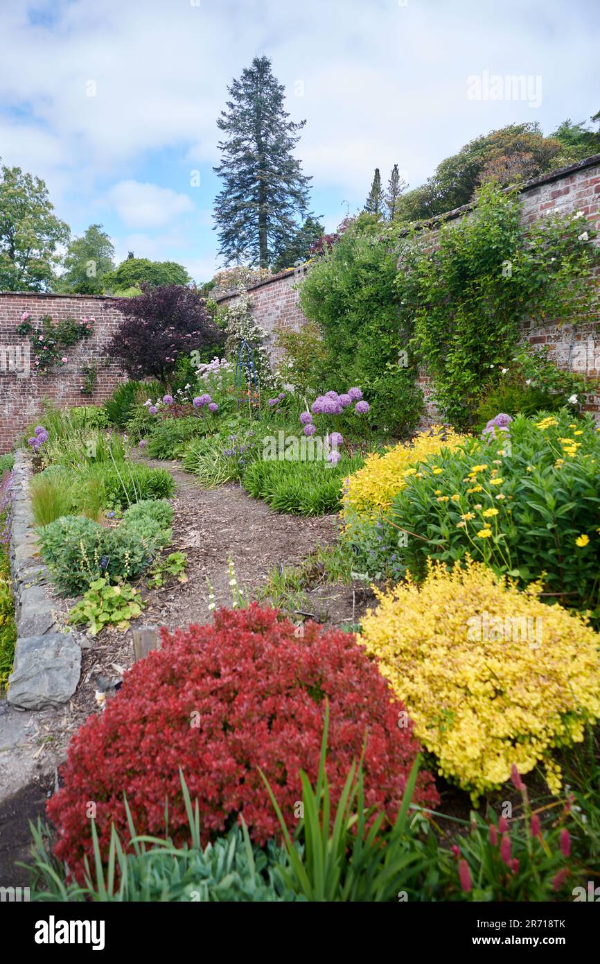 Formal borders of a walled garden in full flowering shrubs and plants ...