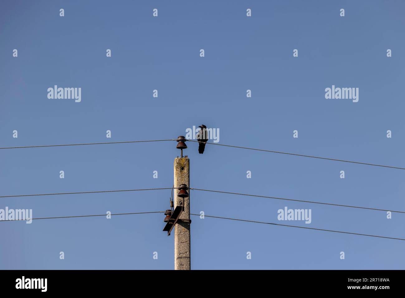 High-voltage wires with bird, one black crow sitting on electric wires ...