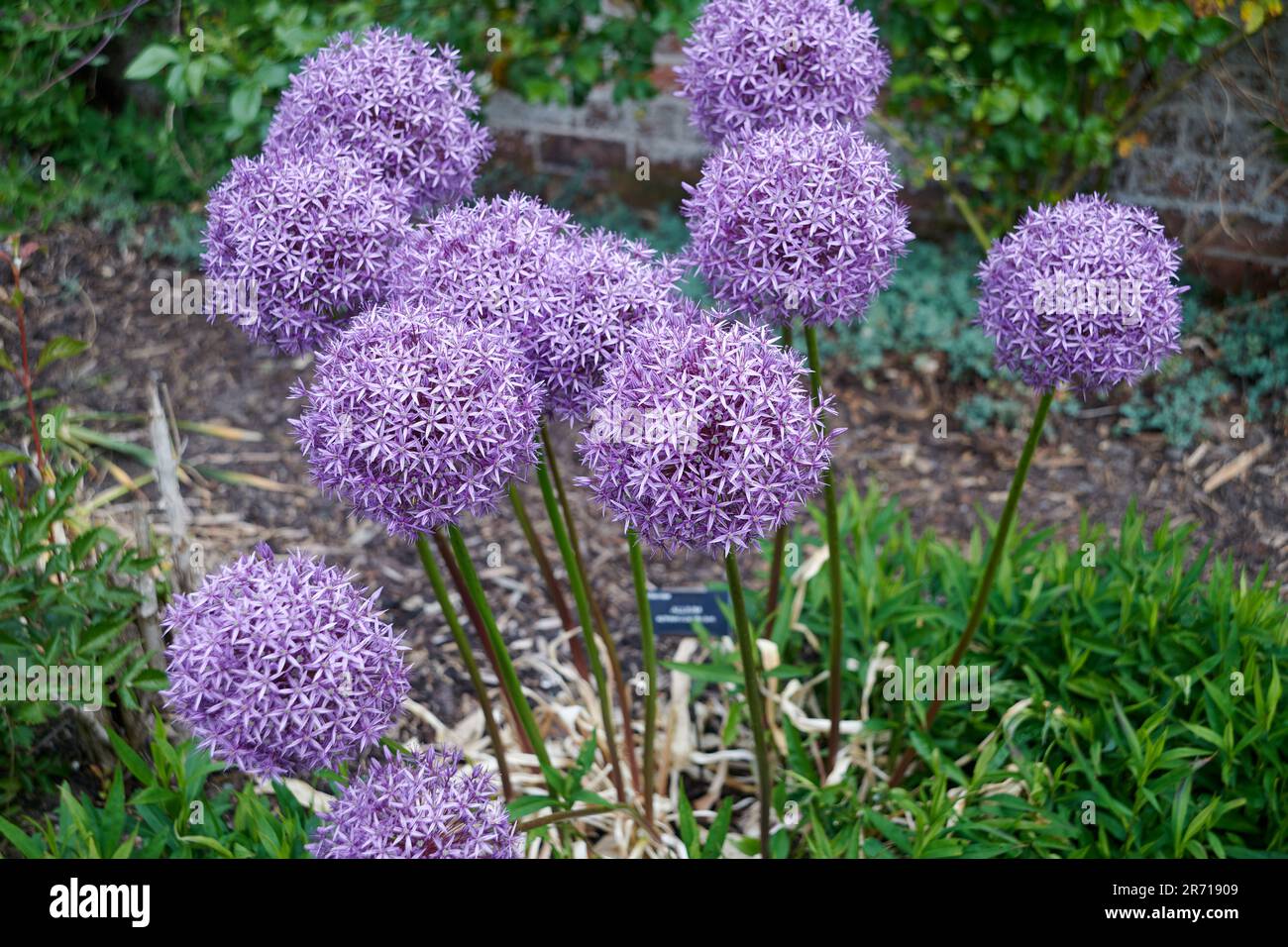 Allium Globemaster in summer Ornamental Onion in a garden border Stock ...