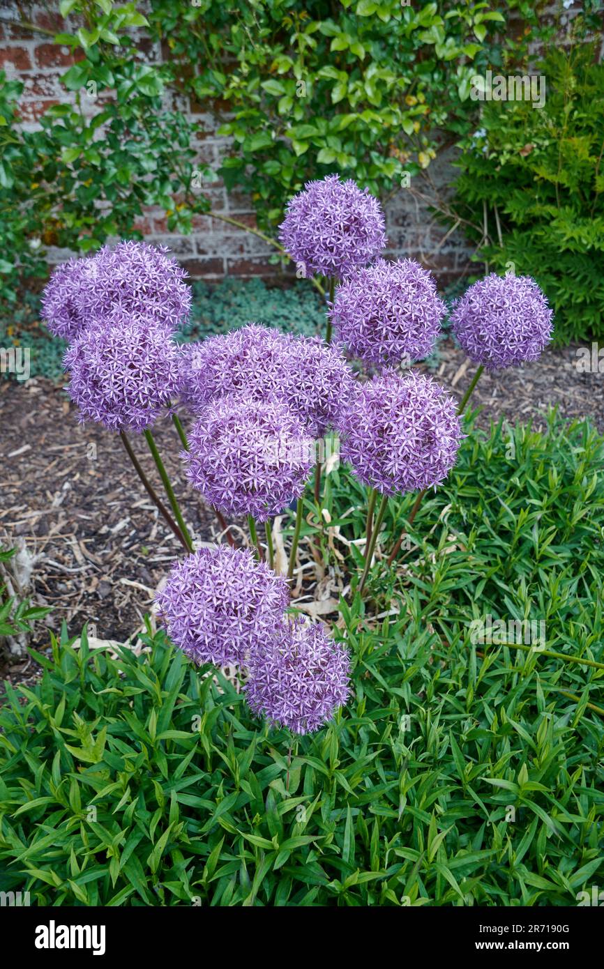 Allium Globemaster in summer Ornamental Onion in a garden border Stock ...
